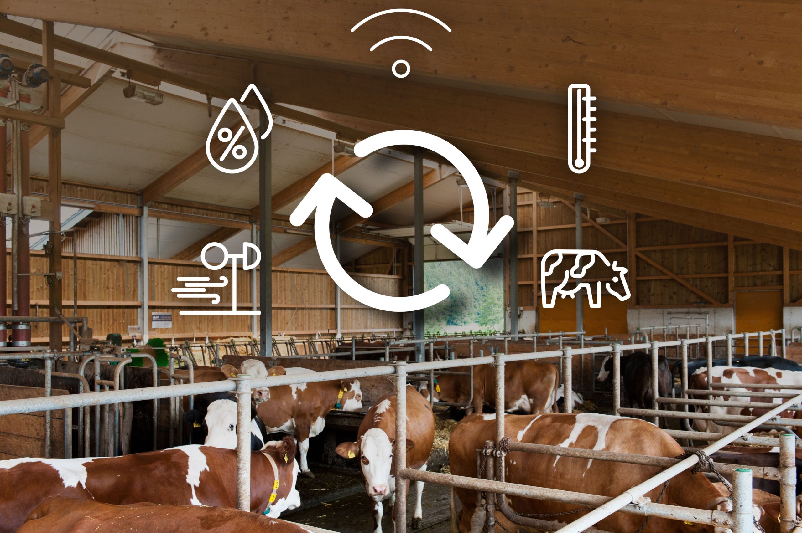 Digitalisierung in der Tierhaltung sorgt für Effizienz