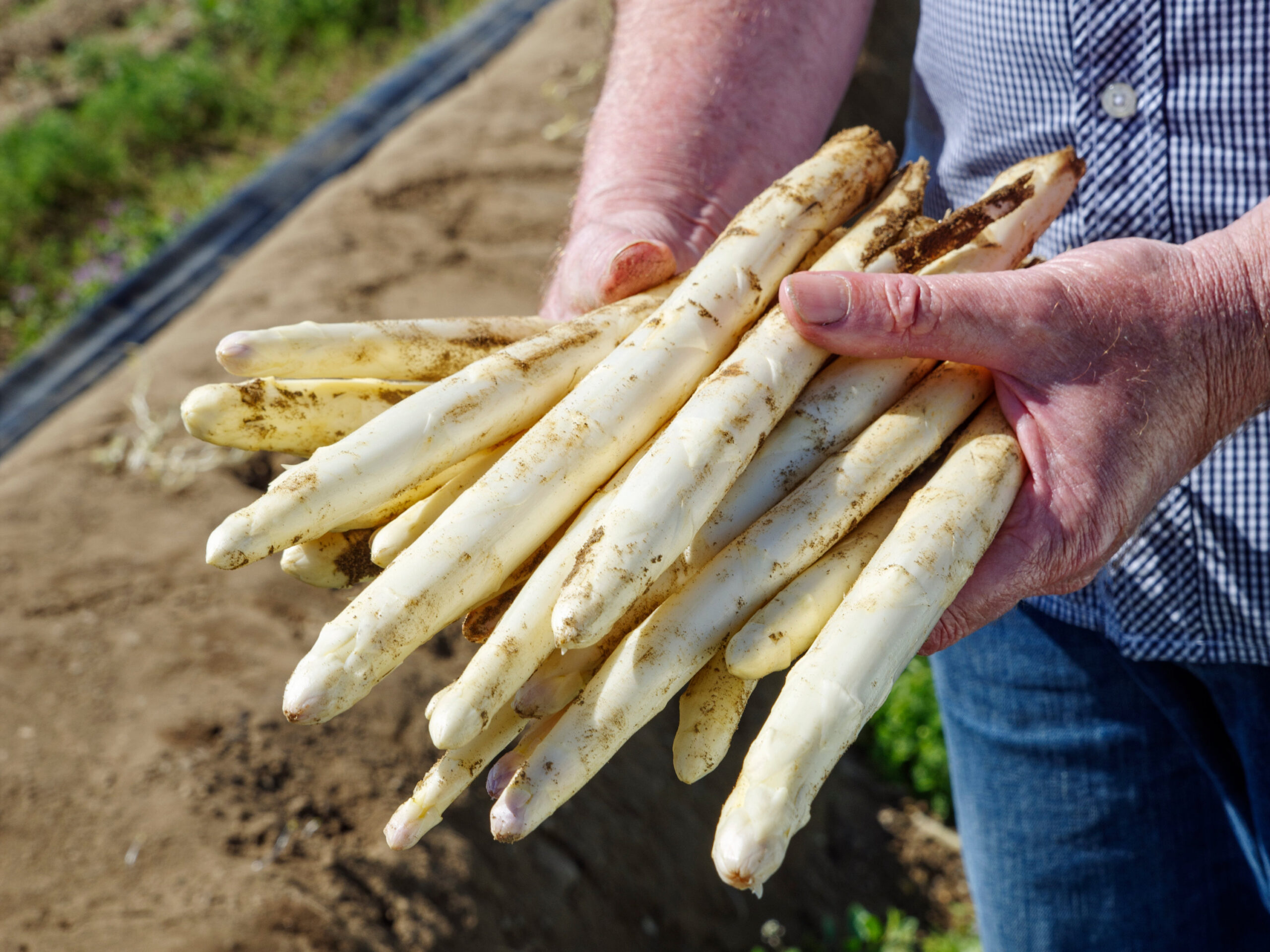 Spargel: Frühstart bei der Ernte - Raiffeisenzeitung