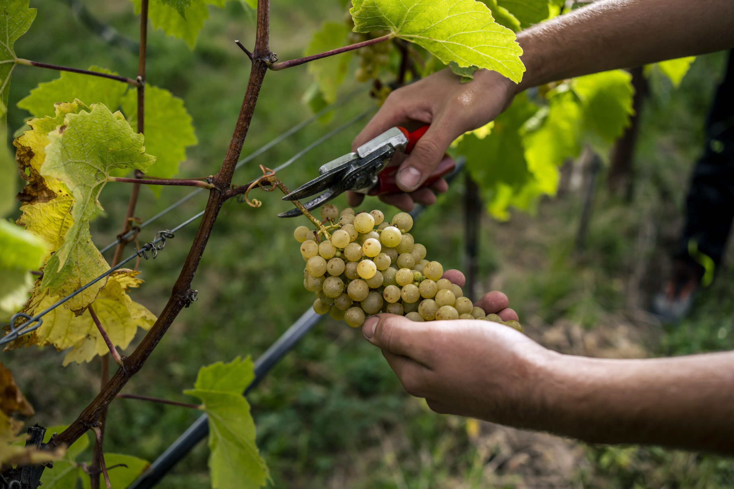 Weinernte fällt wieder geringer aus - Raiffeisenzeitung